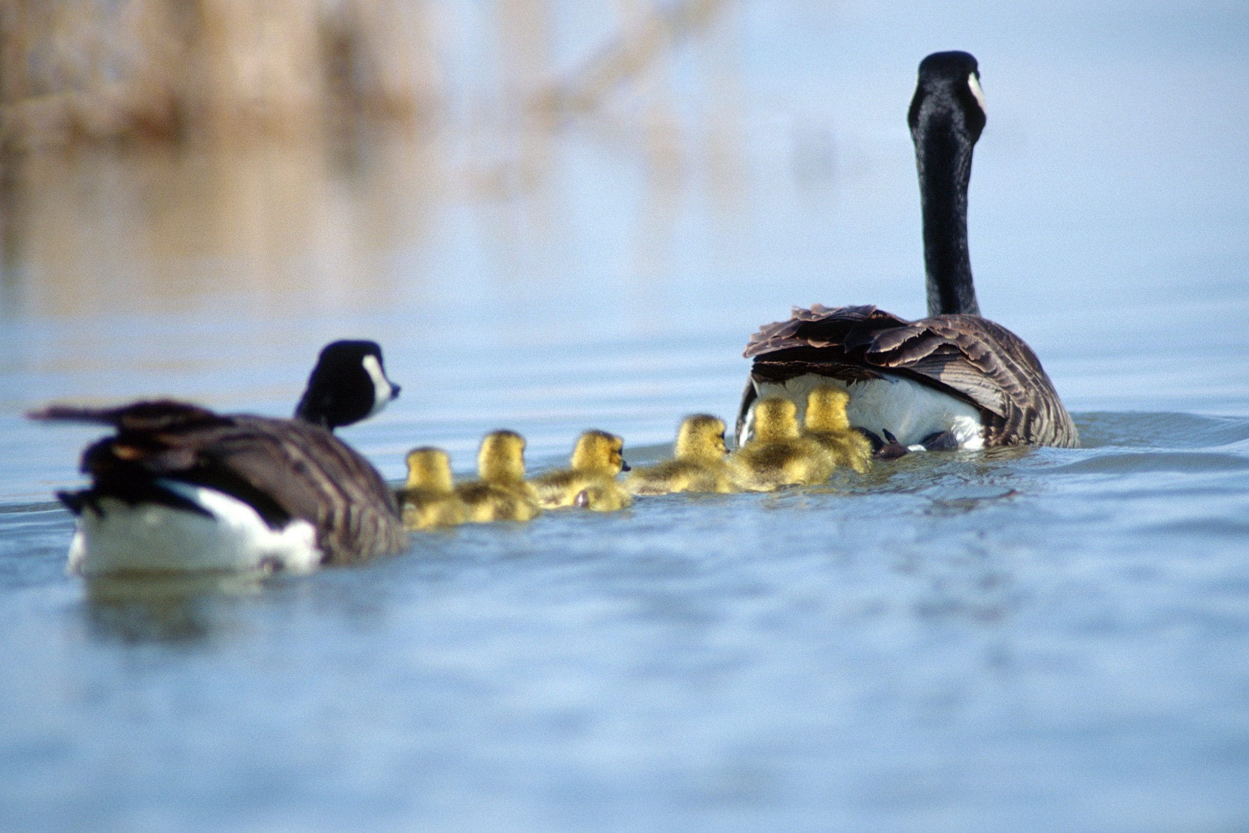 Cranberry Marsh — Ducks Unlimited Canada