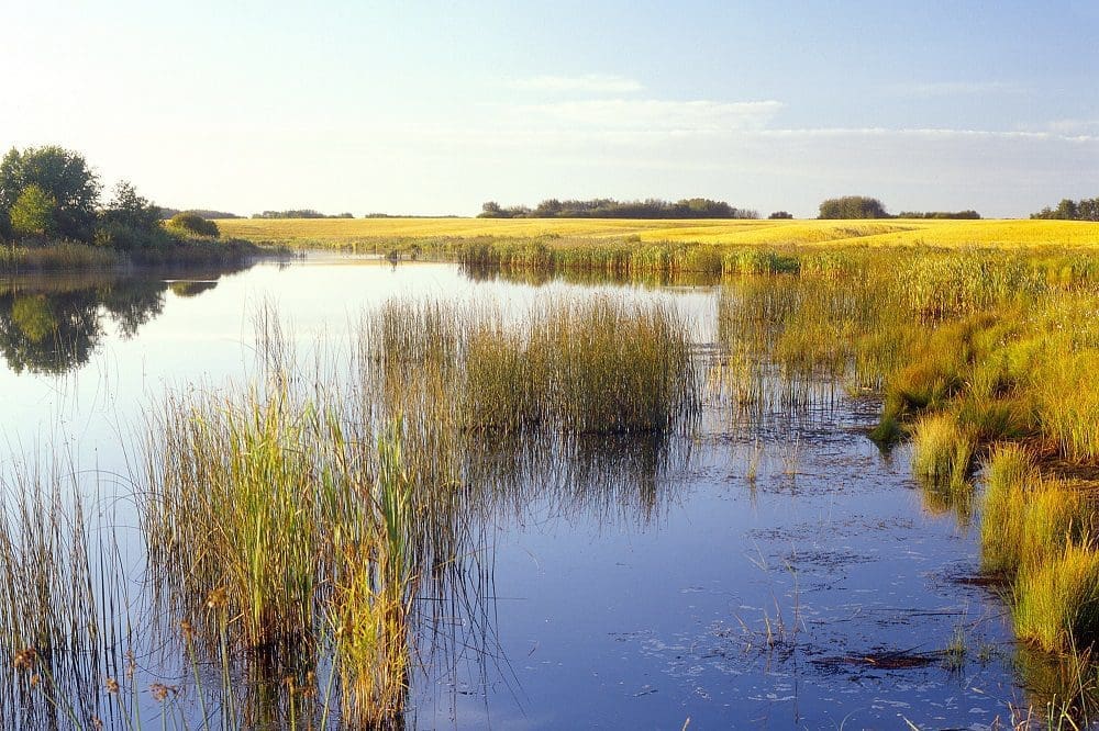 Wetland Restoration — Ducks Unlimited Canada
