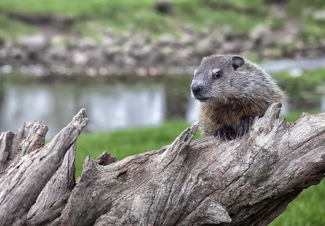 Make way for wetlands on Groundhog Day - DUC