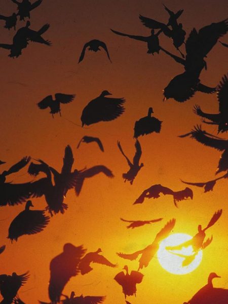 Conserving Canada’s Wetlands | Ducks Unlimited Canada