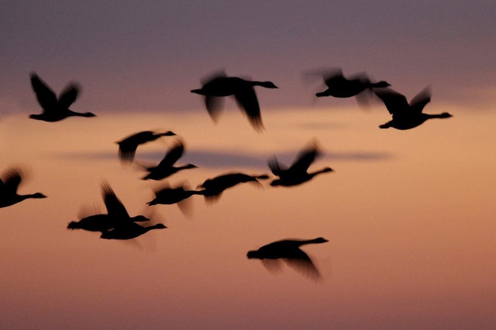 Fall Migration Tracker — Ducks Unlimited Canada