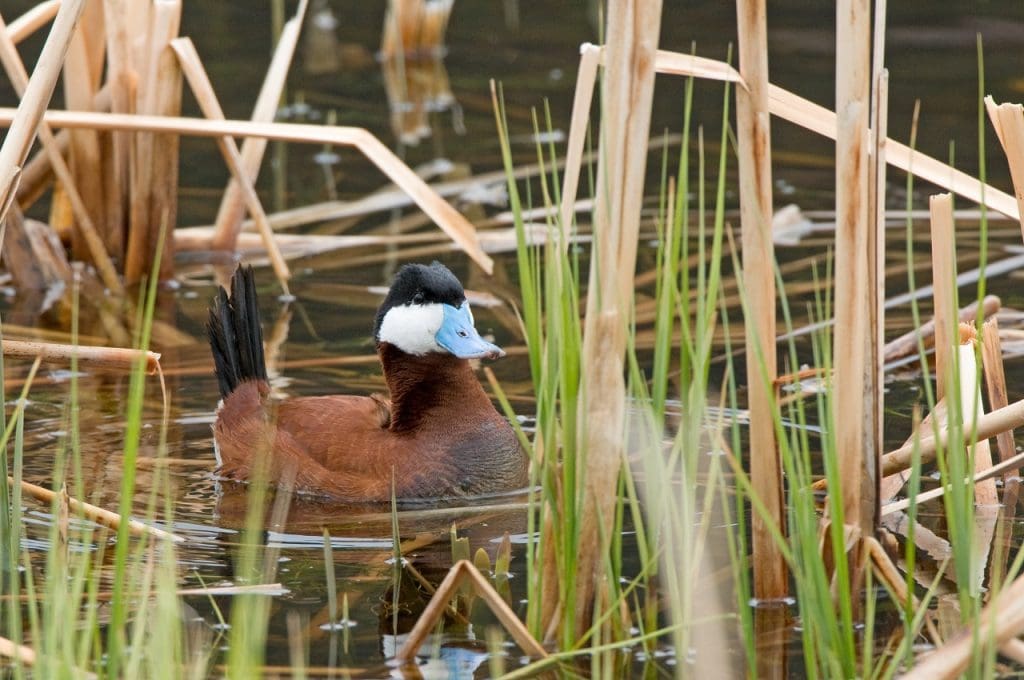 Ruddy duck — Ducks Unlimited Canada