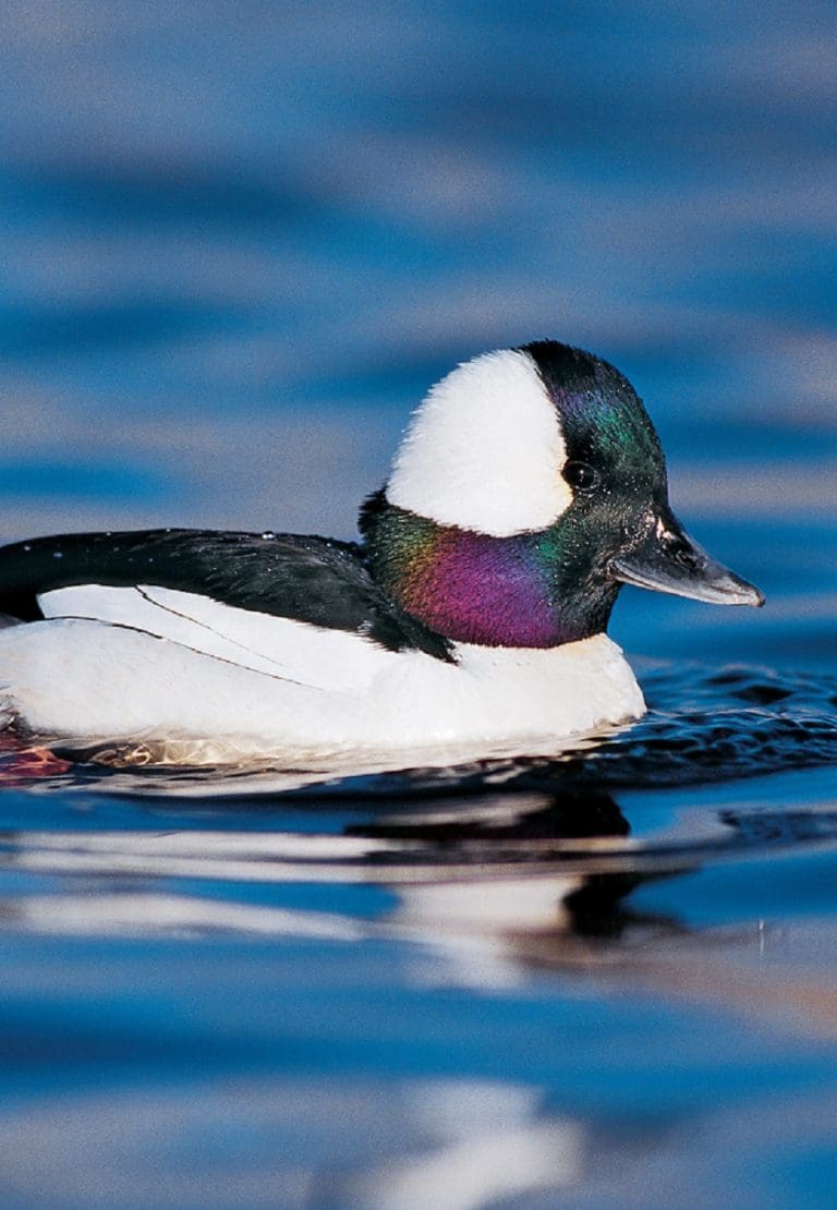 Bufflehead — Ducks Unlimited Canada