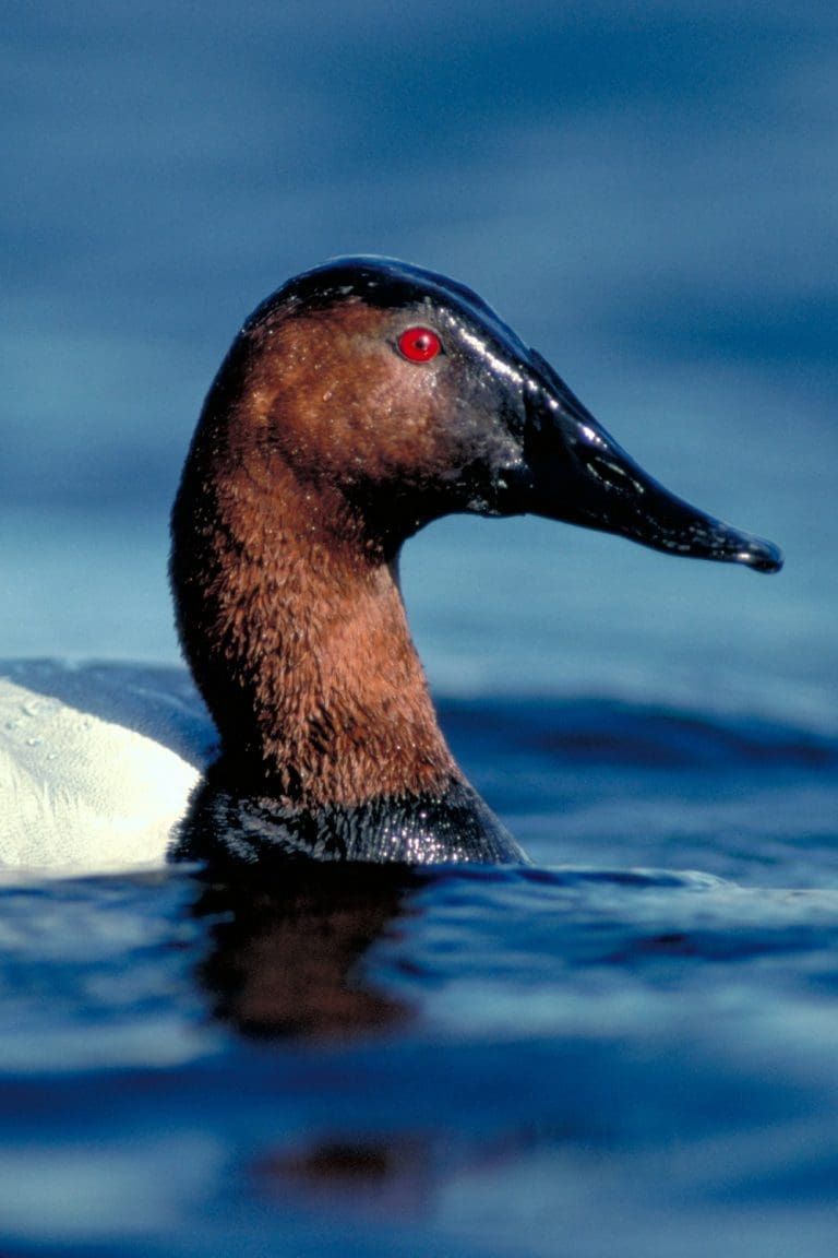 Canvasback — Ducks Unlimited Canada