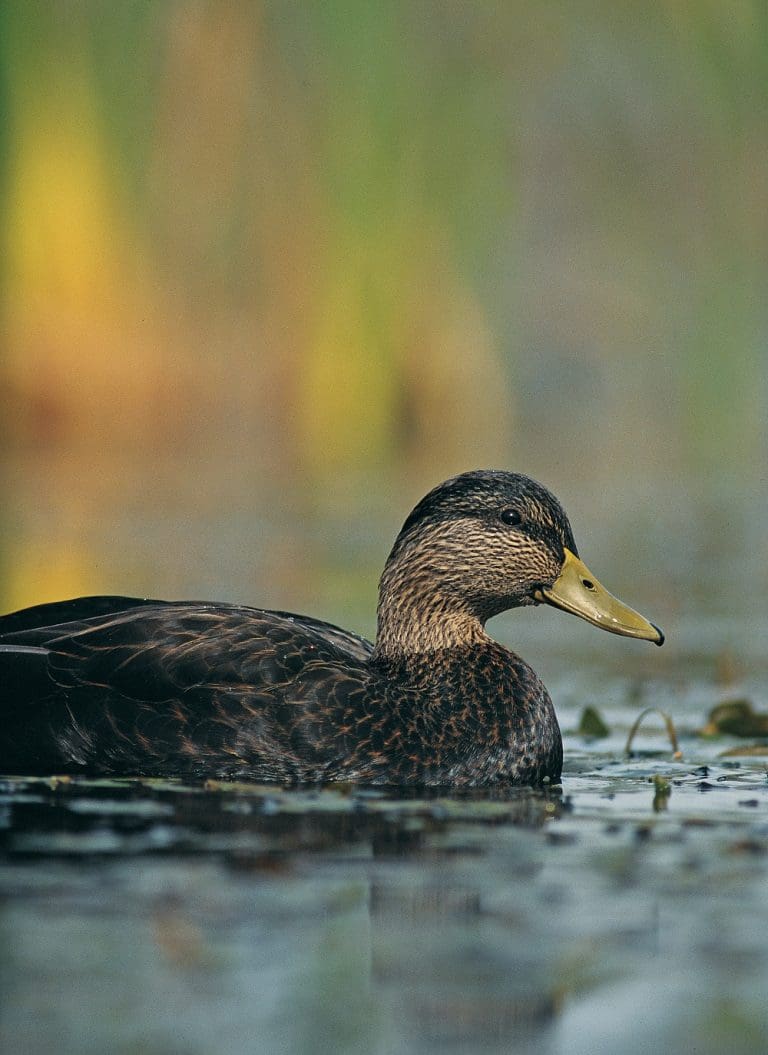 American black duck — Ducks Unlimited Canada