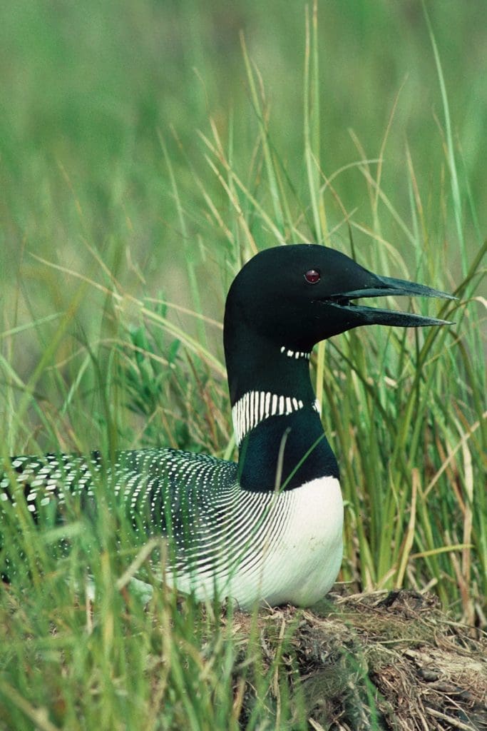 Common loon — Ducks Unlimited Canada