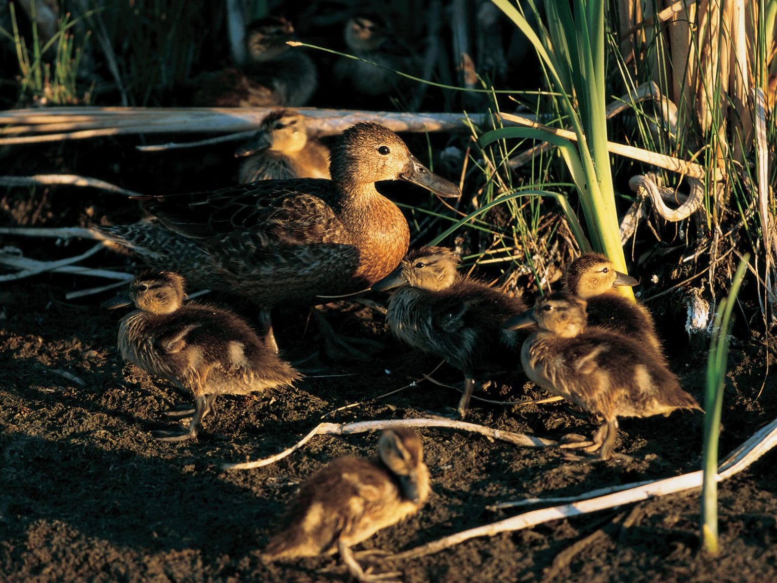 A duck in spring — Ducks Unlimited Canada