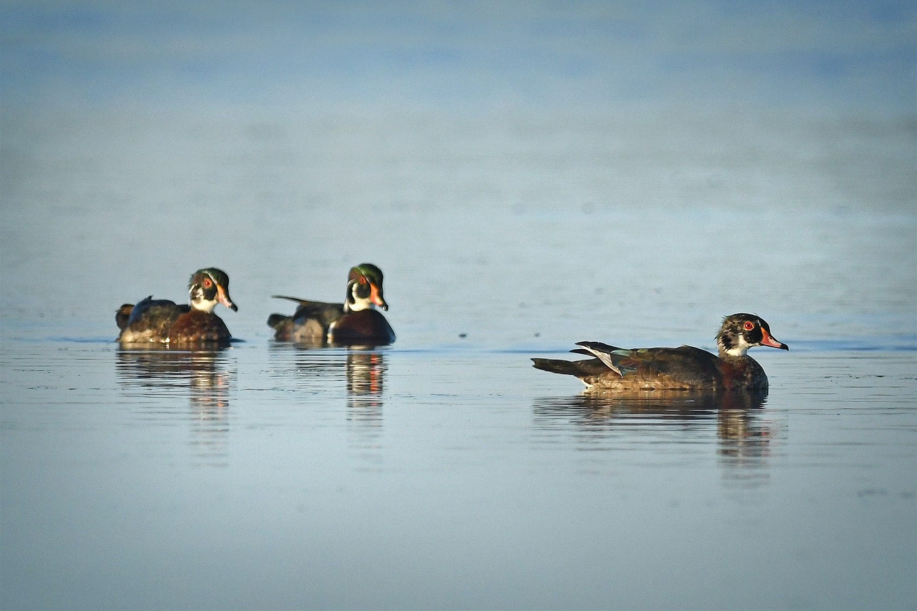 Why are the birds flying north -- again? — Ducks Unlimited Canada