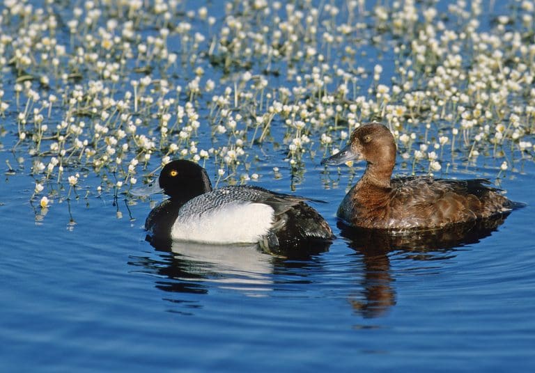 Finding common ground — Ducks Unlimited Canada