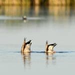 Mallard — Ducks Unlimited Canada