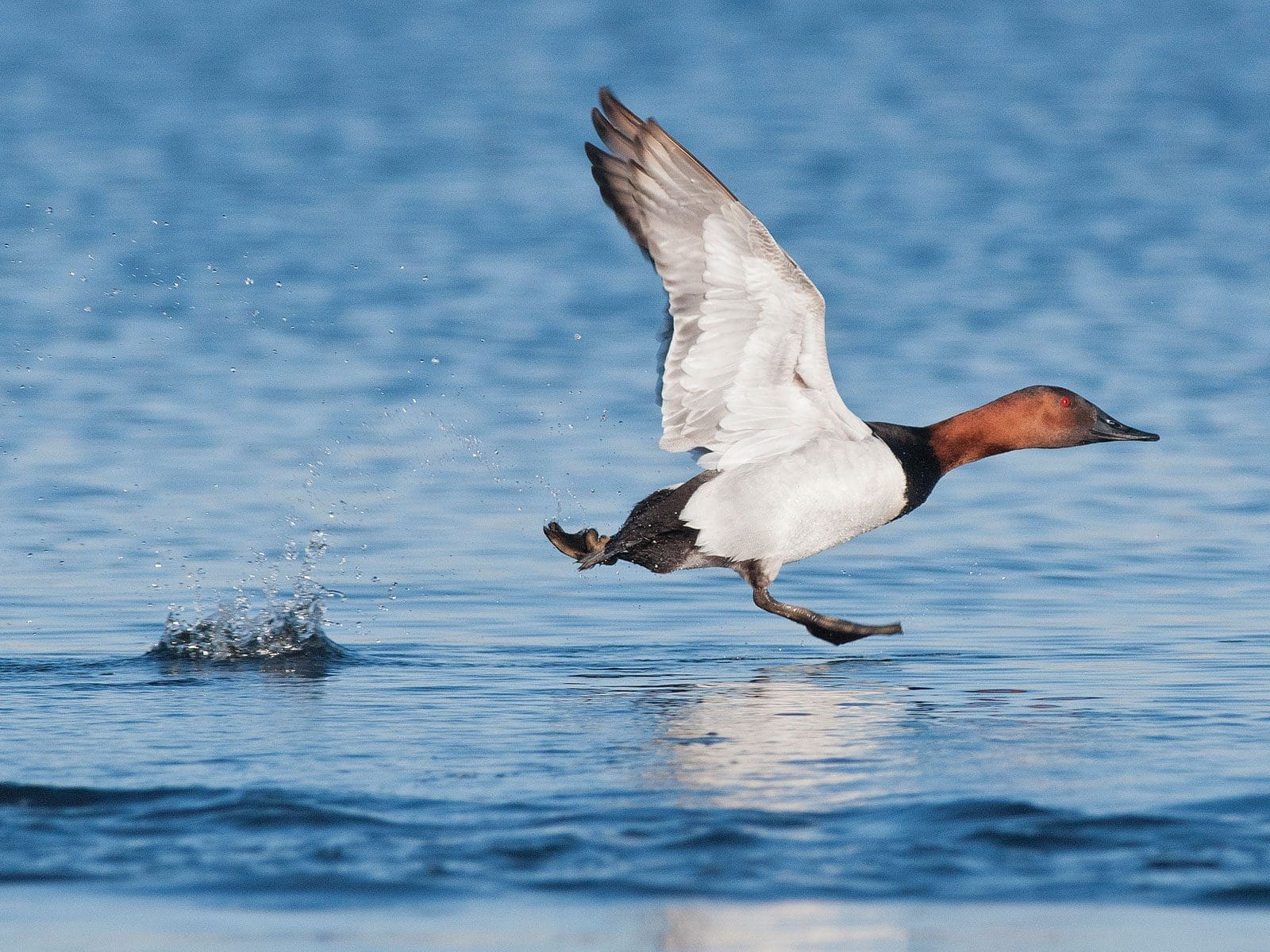 Canvasback Duck Canvasback Species Info & Hunting Ramsey Russell's