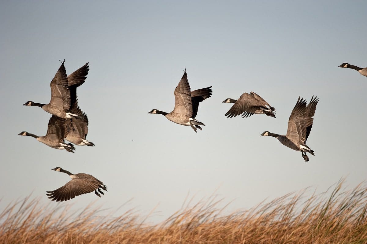 Learn about waterfowling in each of the flyways — Ducks Unlimited Canada
