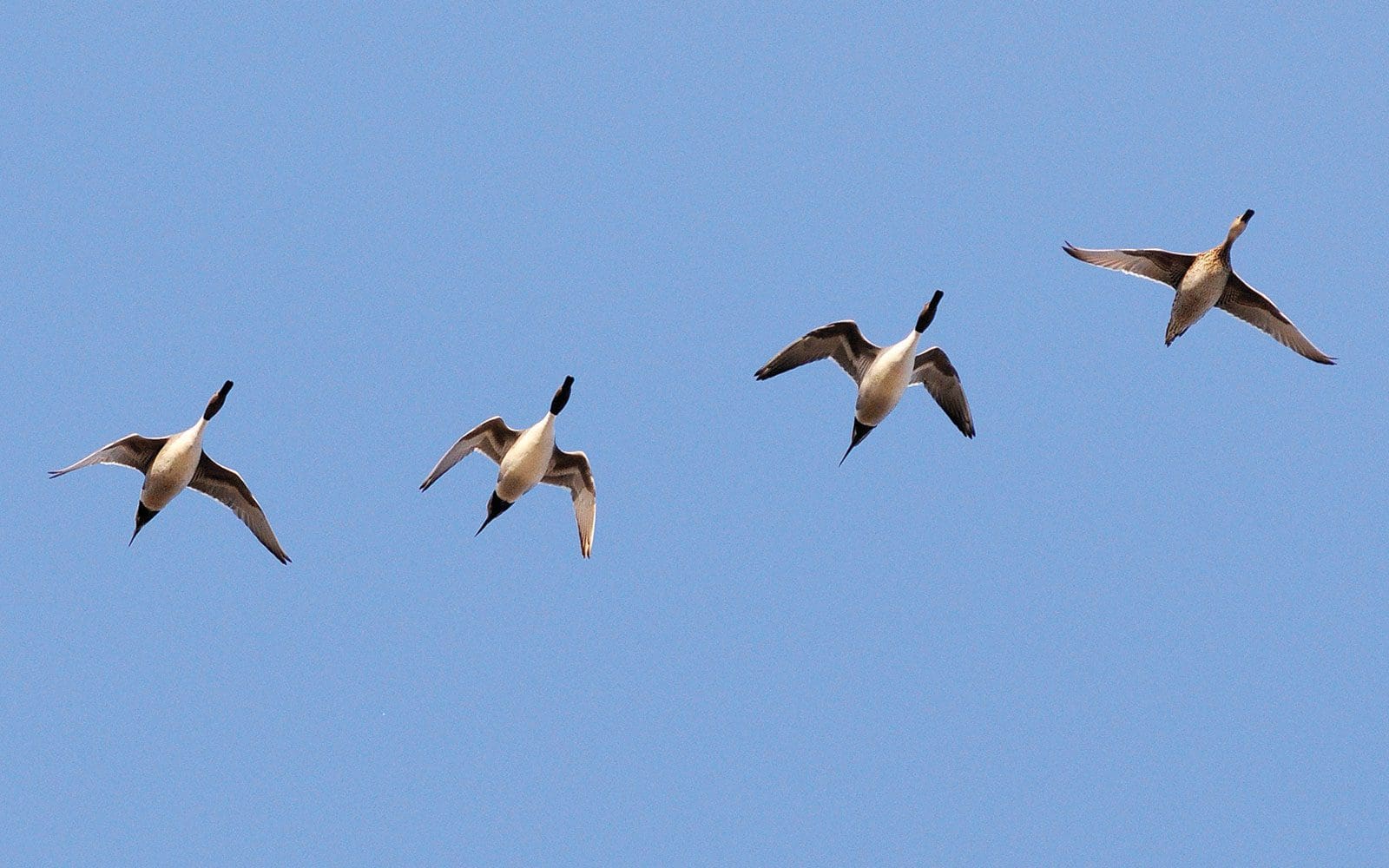 Ducks from a distance: tips for identification