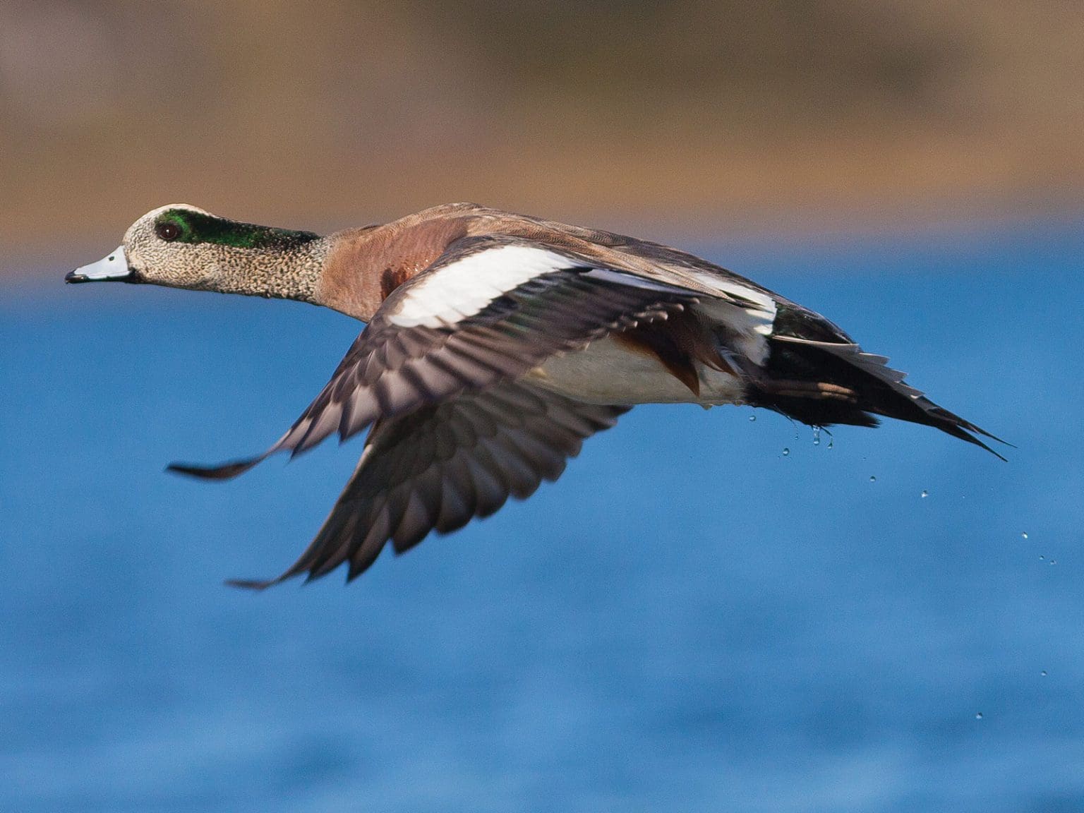 Ducks from a distance: tips for identification