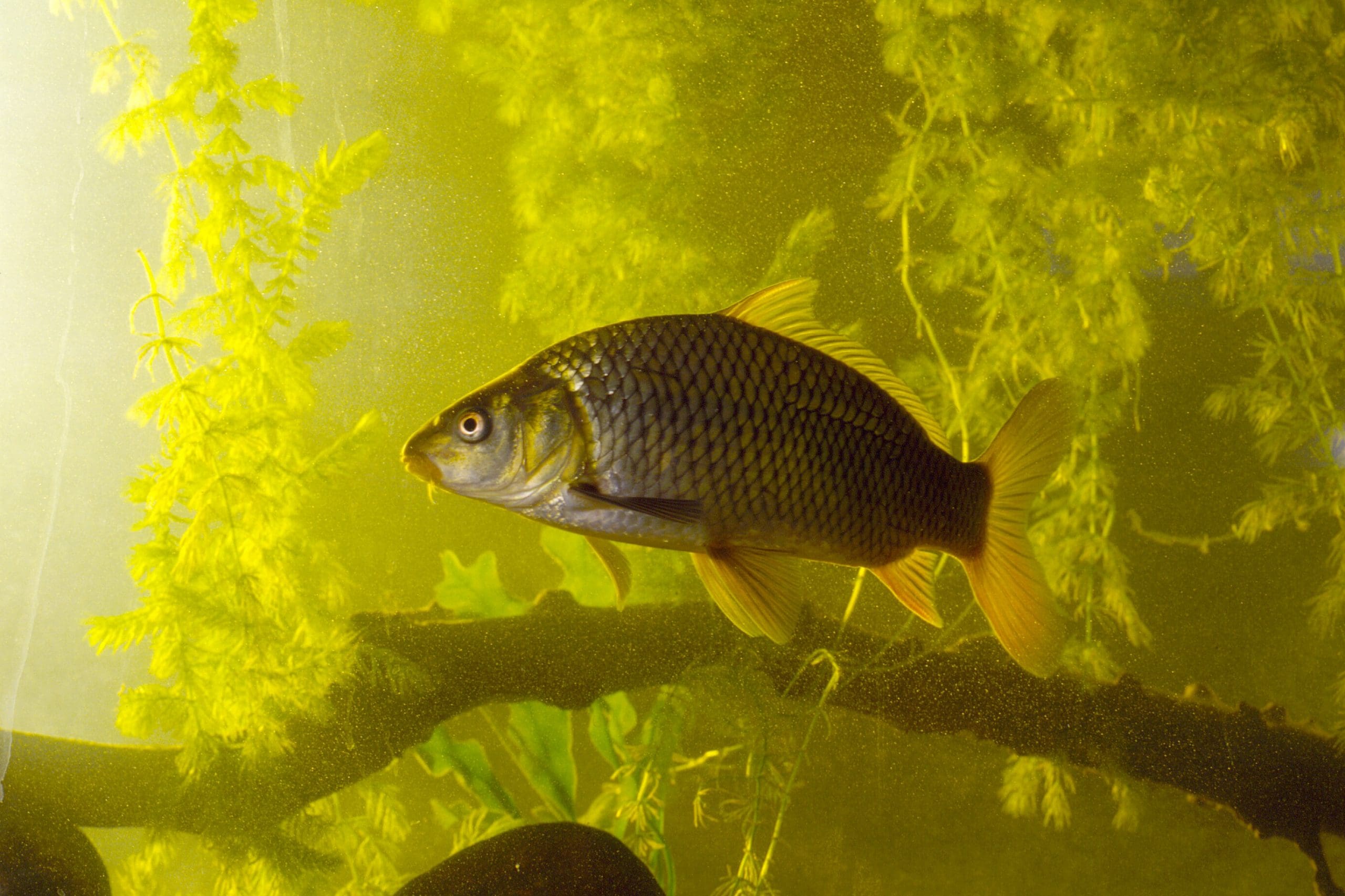 Invasive Species — Ducks Unlimited Canada