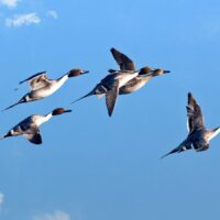 About Us — Ducks Unlimited Canada