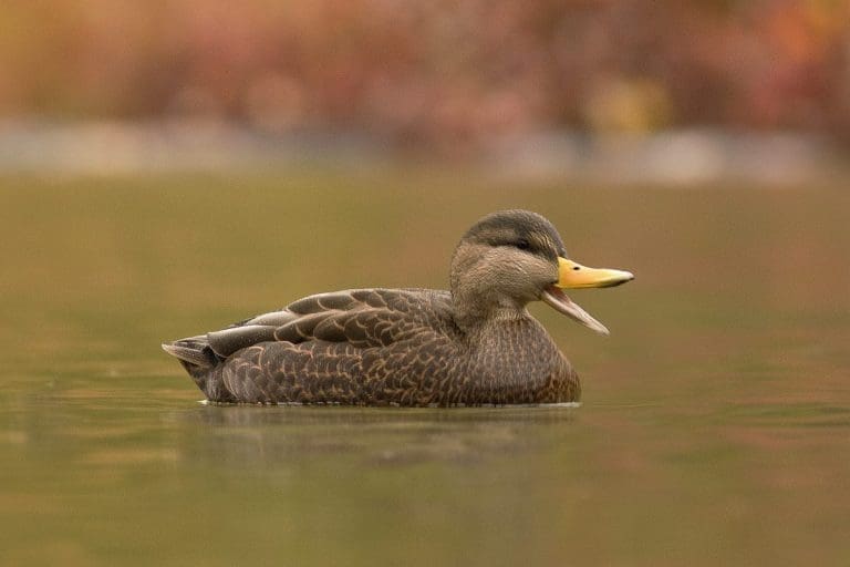 American black duck — Ducks Unlimited Canada