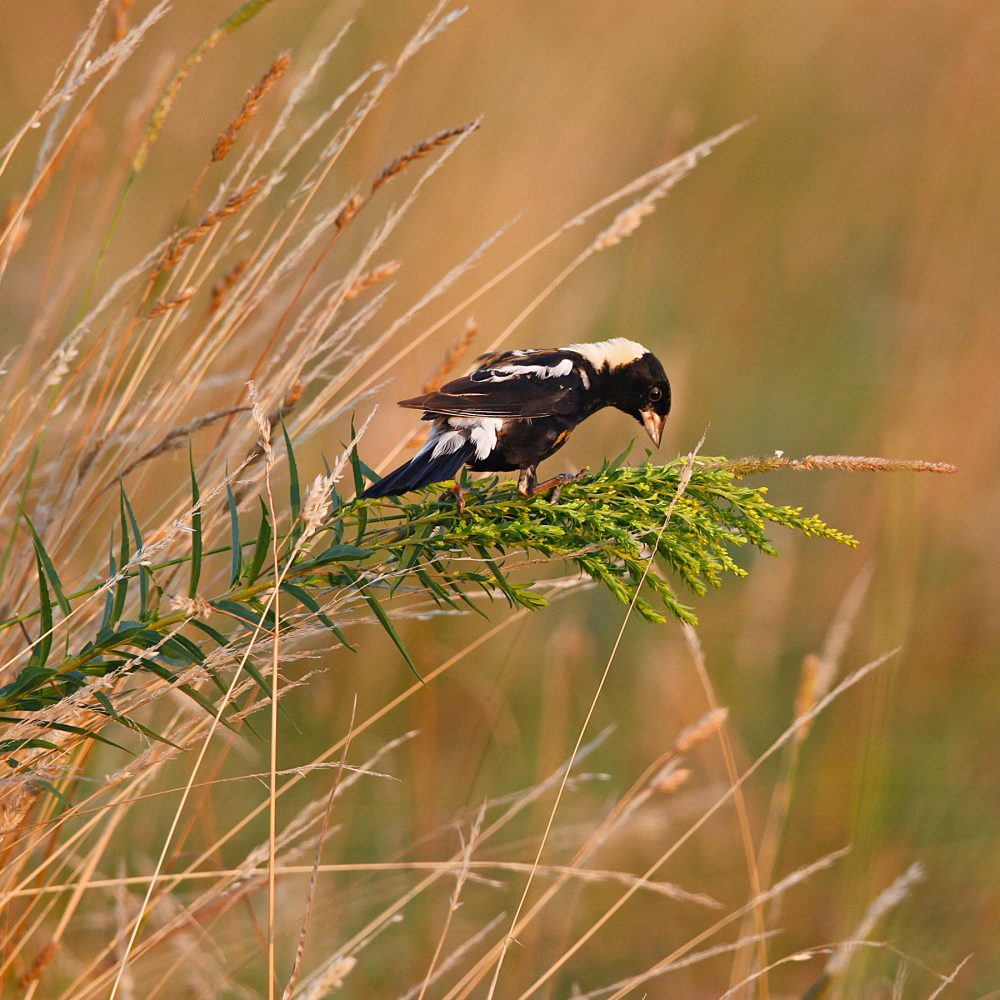 A grassland haven for the bobolink - Ducks Unlimited Canada