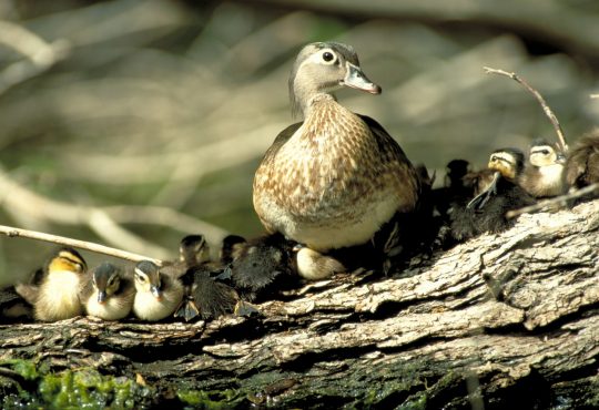 Conserving Canada’s Wetlands | Ducks Unlimited Canada