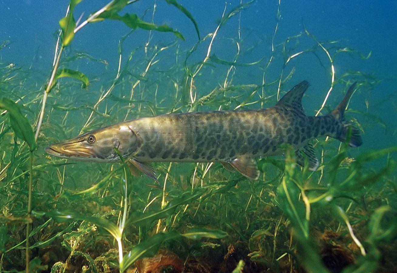 Muskie In Water