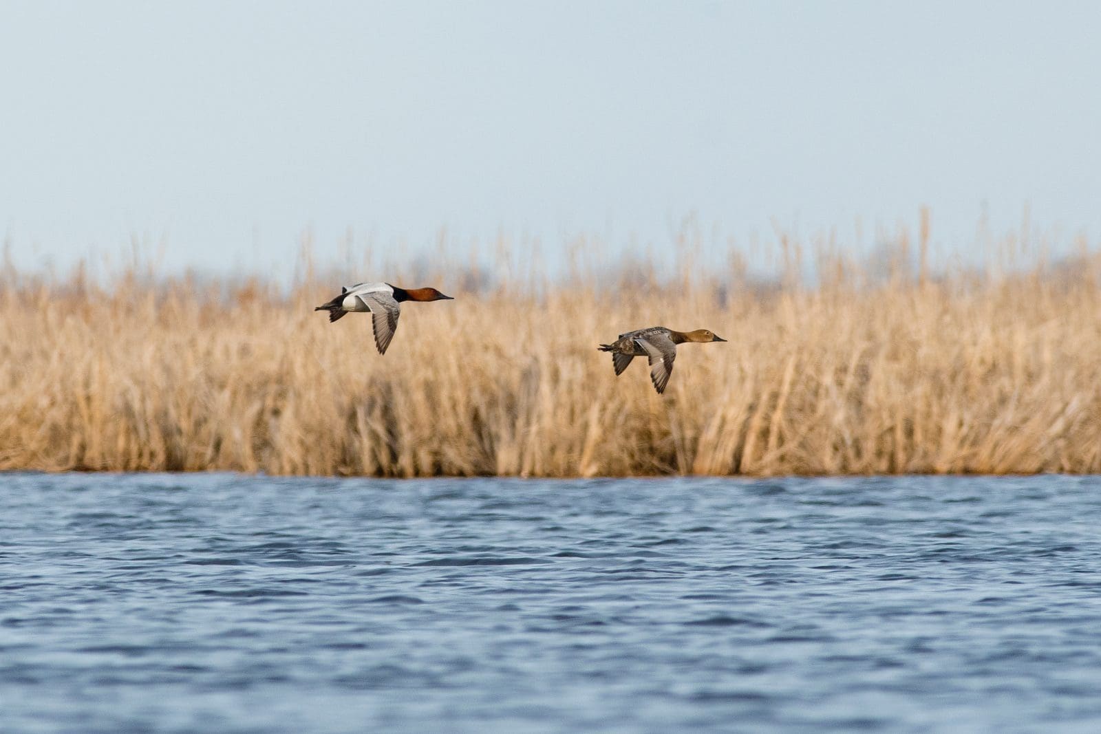Major investments in the Prairie Pothole Region with the Migratory Bird ...