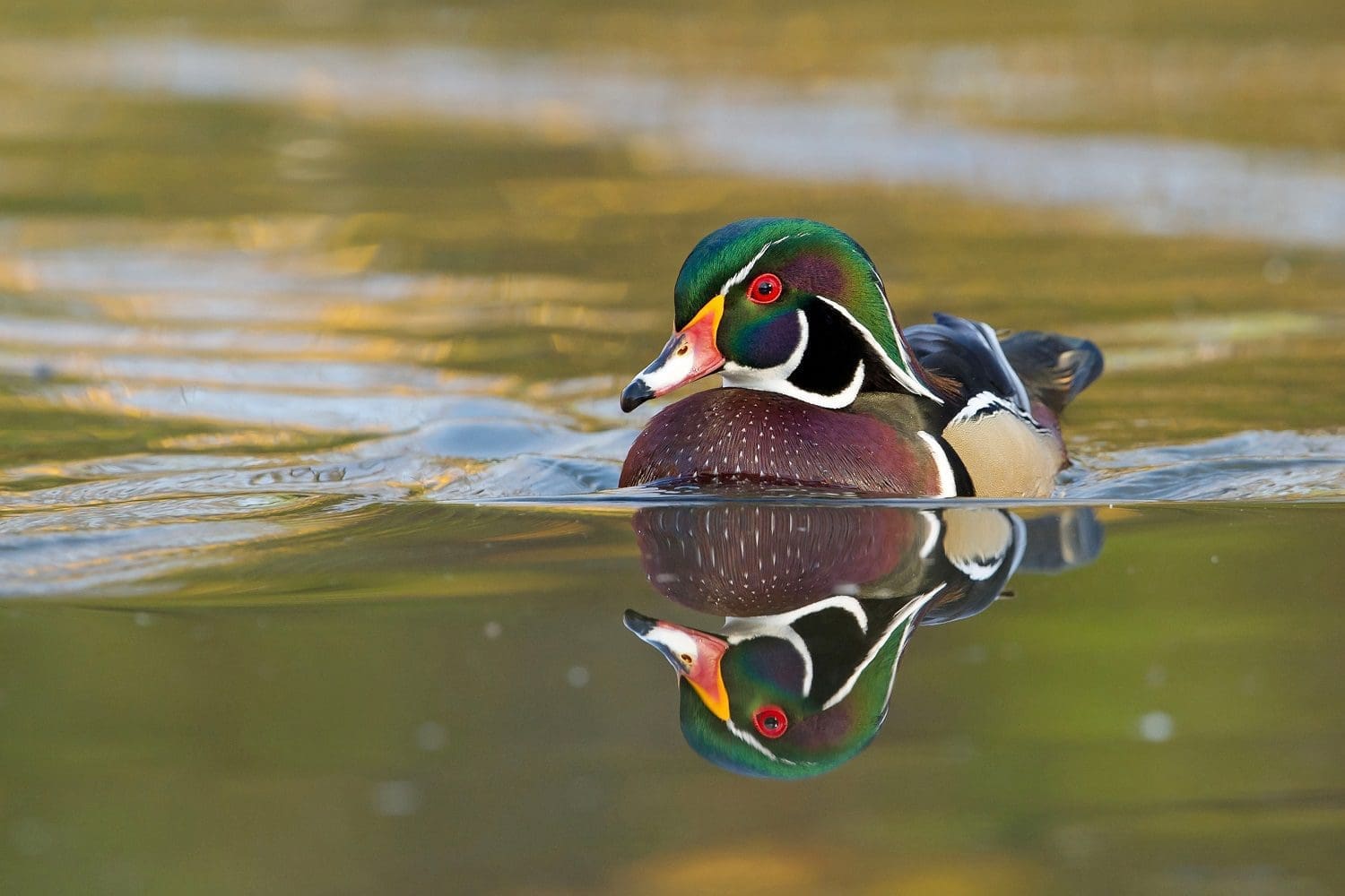 Wood duck — Ducks Unlimited Canada