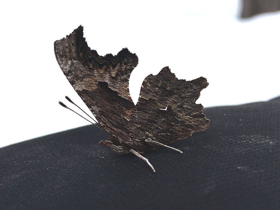 A butterfly in winter — Ducks Unlimited Canada