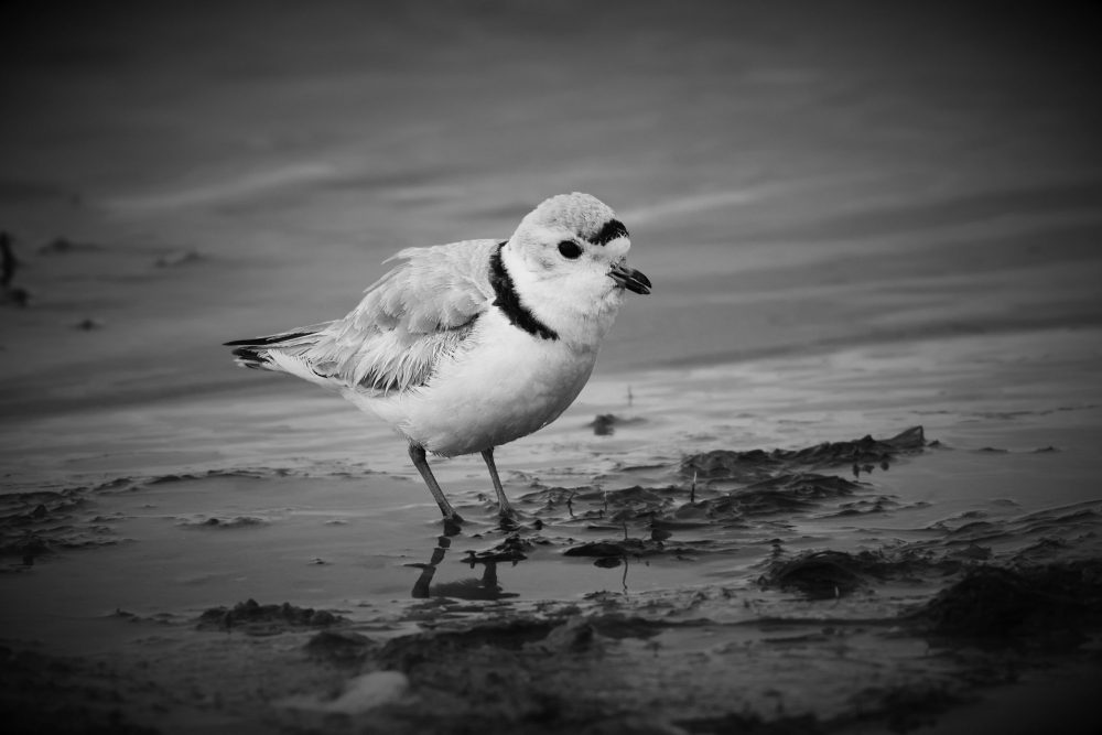 Saving the breeding grounds of the piping plover — Ducks Unlimited Canada