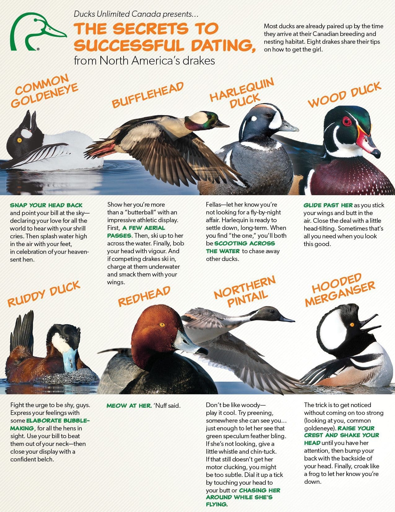 The secrets to successful dating, from North America’s drakes