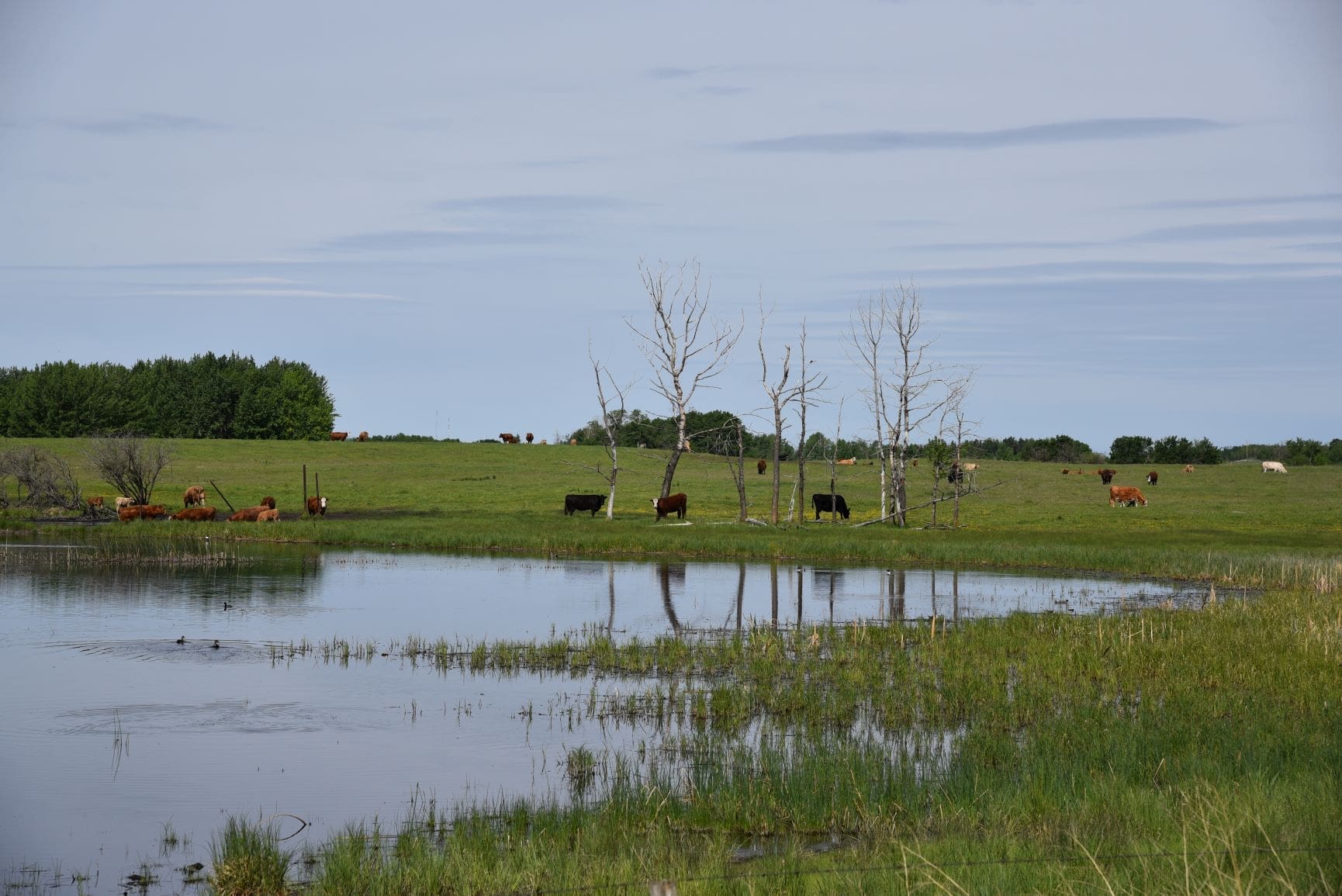 Wetland conservation in Alberta continues - Ducks Unlimited Canada