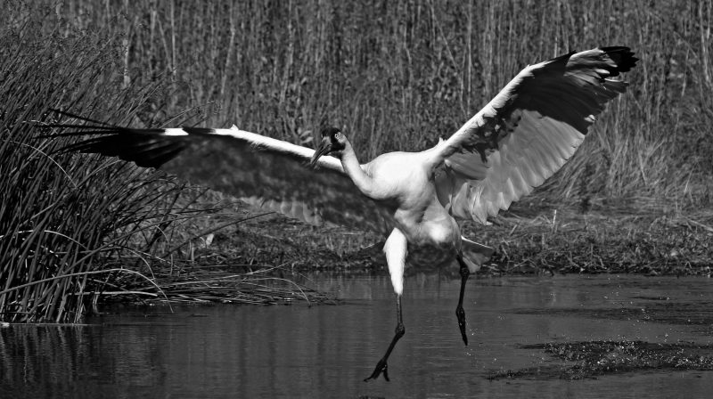 Saskatchewan — Ducks Unlimited Canada