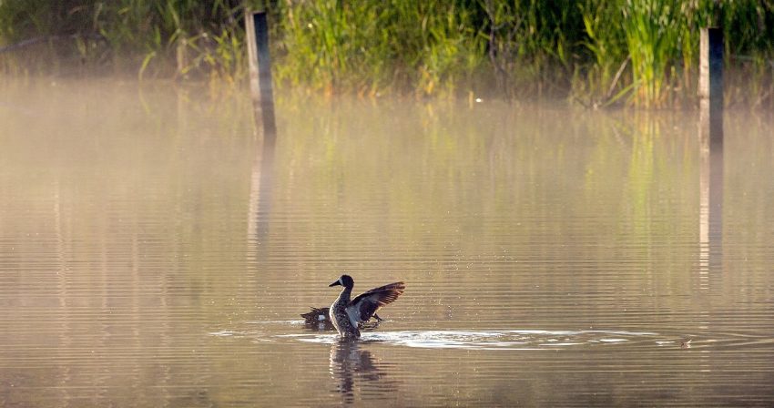 Saskatchewan — Ducks Unlimited Canada