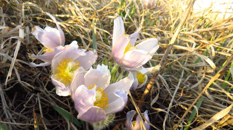 Saskatchewan — Ducks Unlimited Canada