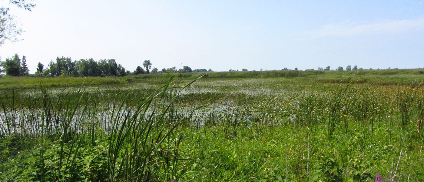 Conserving habitat at St. Luke's Marsh—Ducks Unlimited Canada