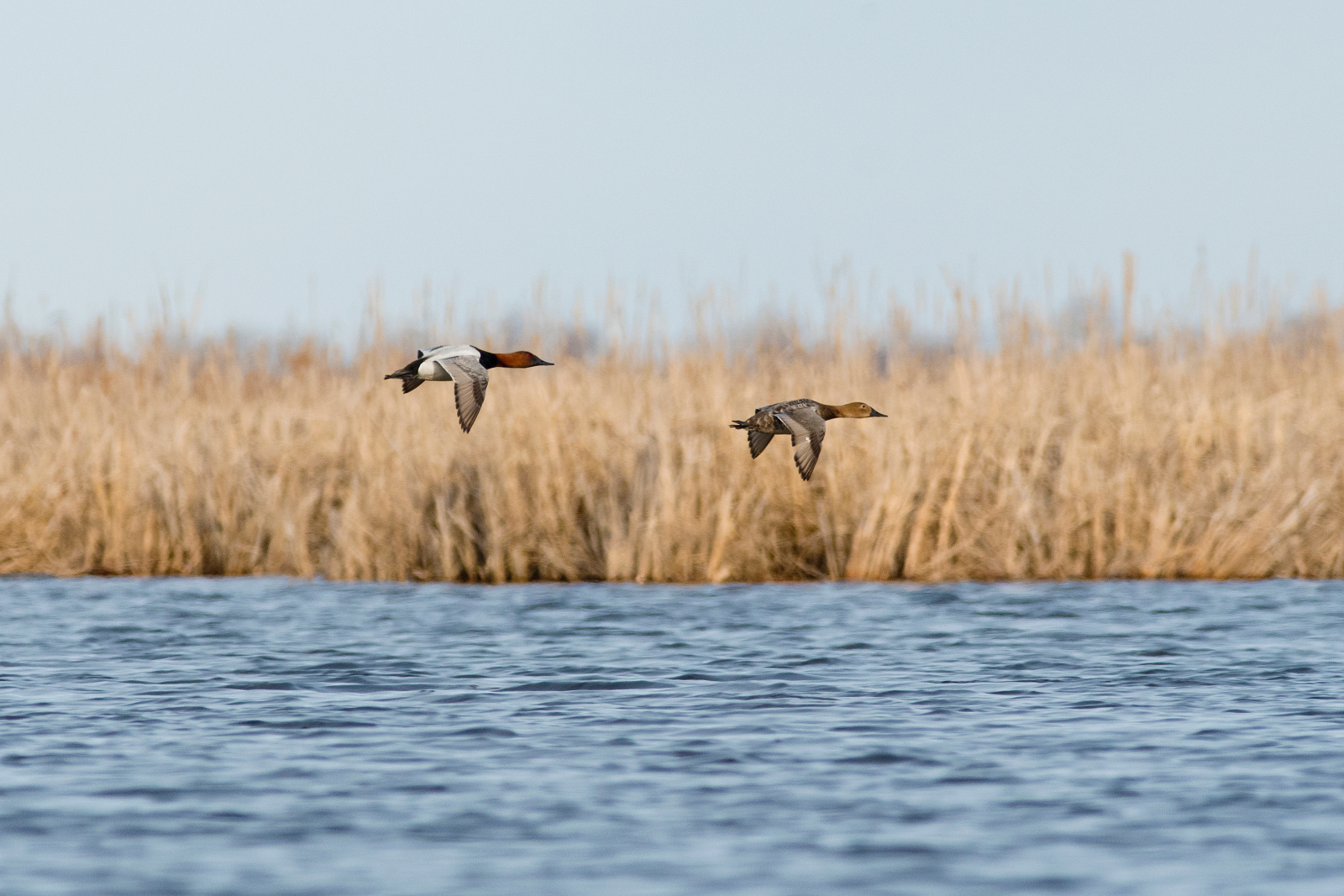 Prairie Pothole Region Archives — Ducks Unlimited Canada