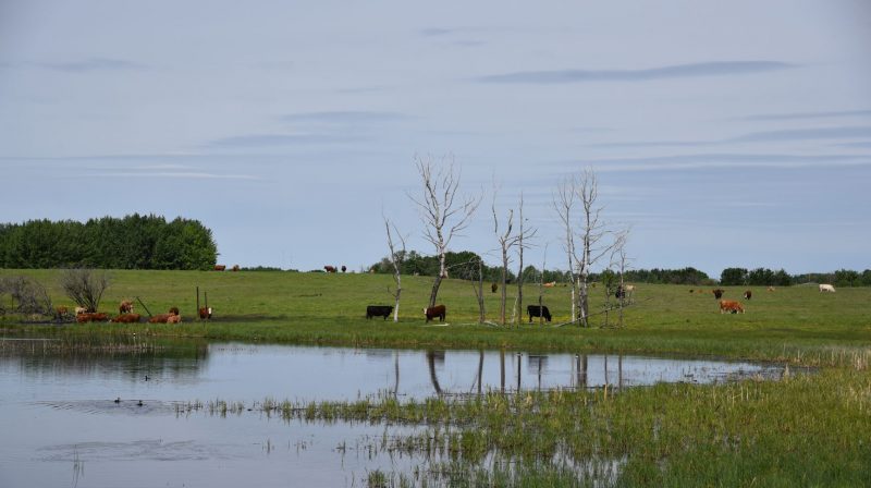 Alberta — Ducks Unlimited Canada