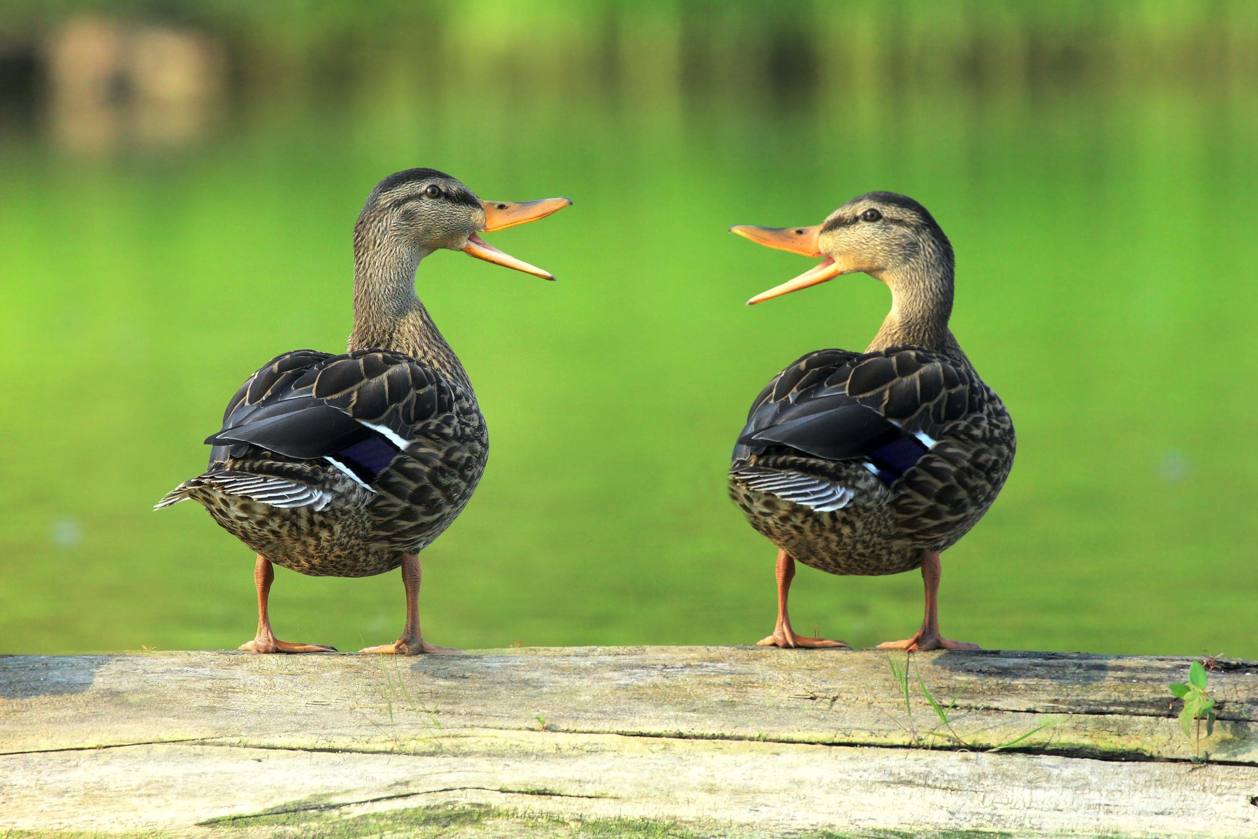 Who is the voice for nature? How advocacy can help. — Ducks Unlimited ...