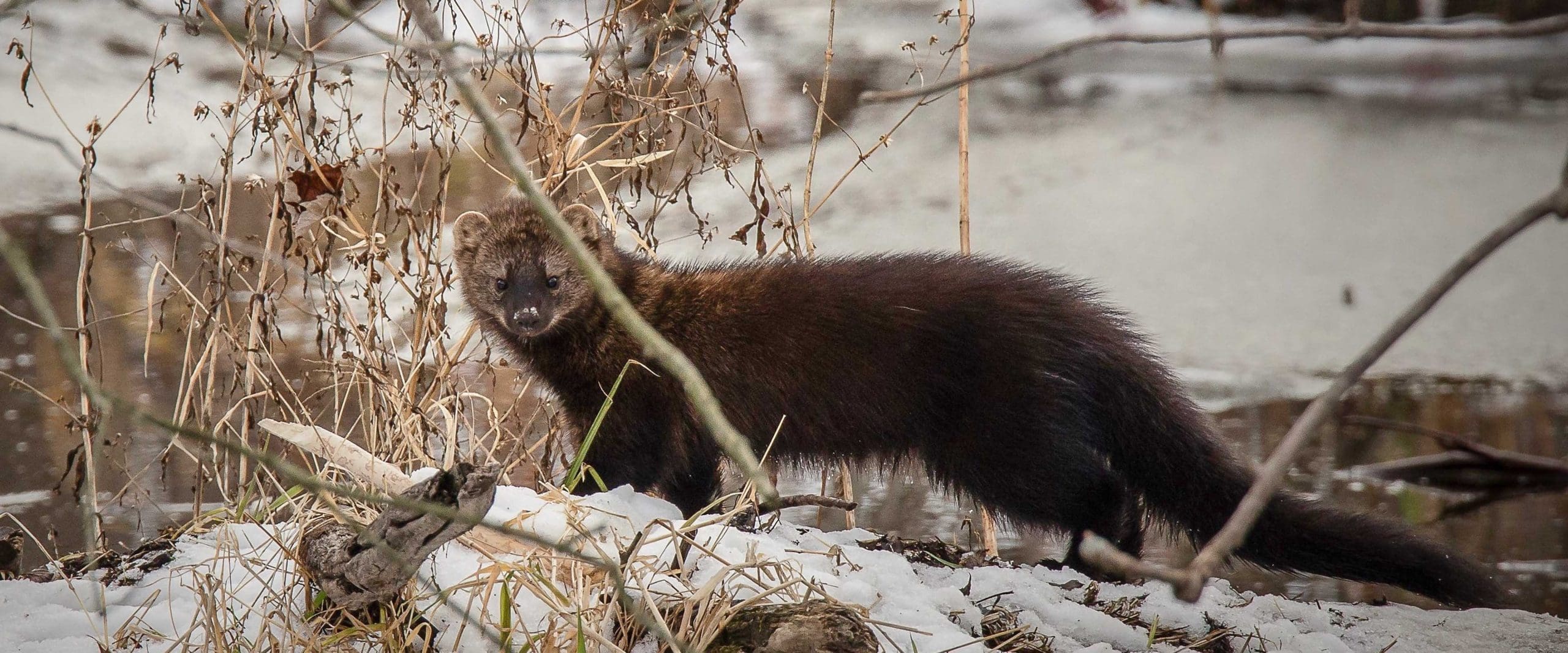 Down by the old fisher tracks — Ducks Unlimited Canada