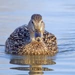 Mallard — Ducks Unlimited Canada