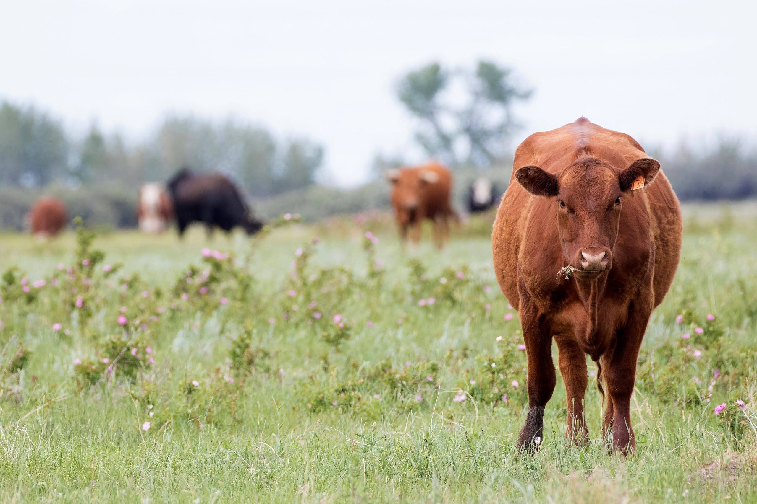 Une initiative destinée à préserver 50 585 hectares des Prairies ...