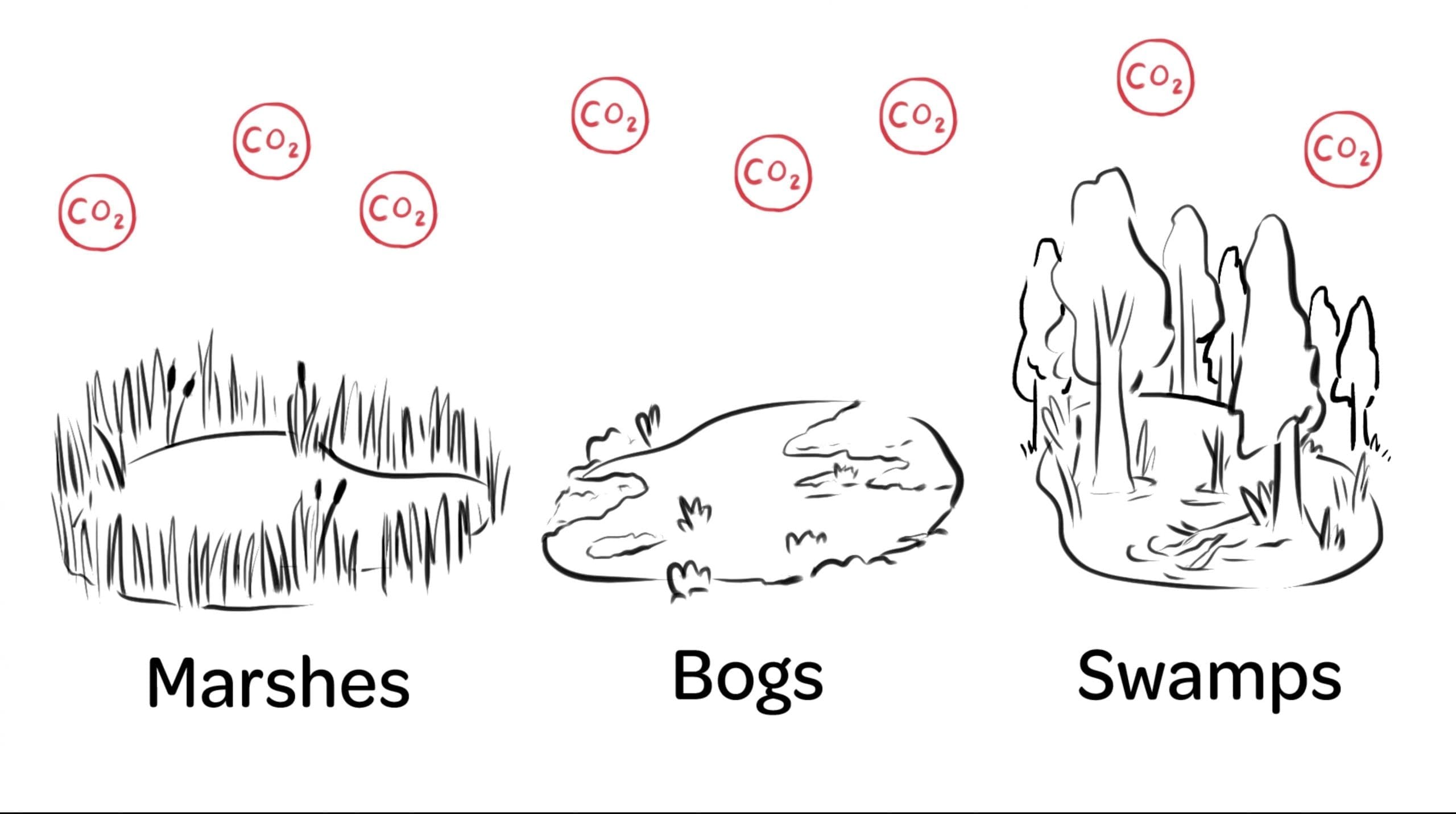 Wetlands: A Powerful Carbon Sink — Ducks Unlimited Canada