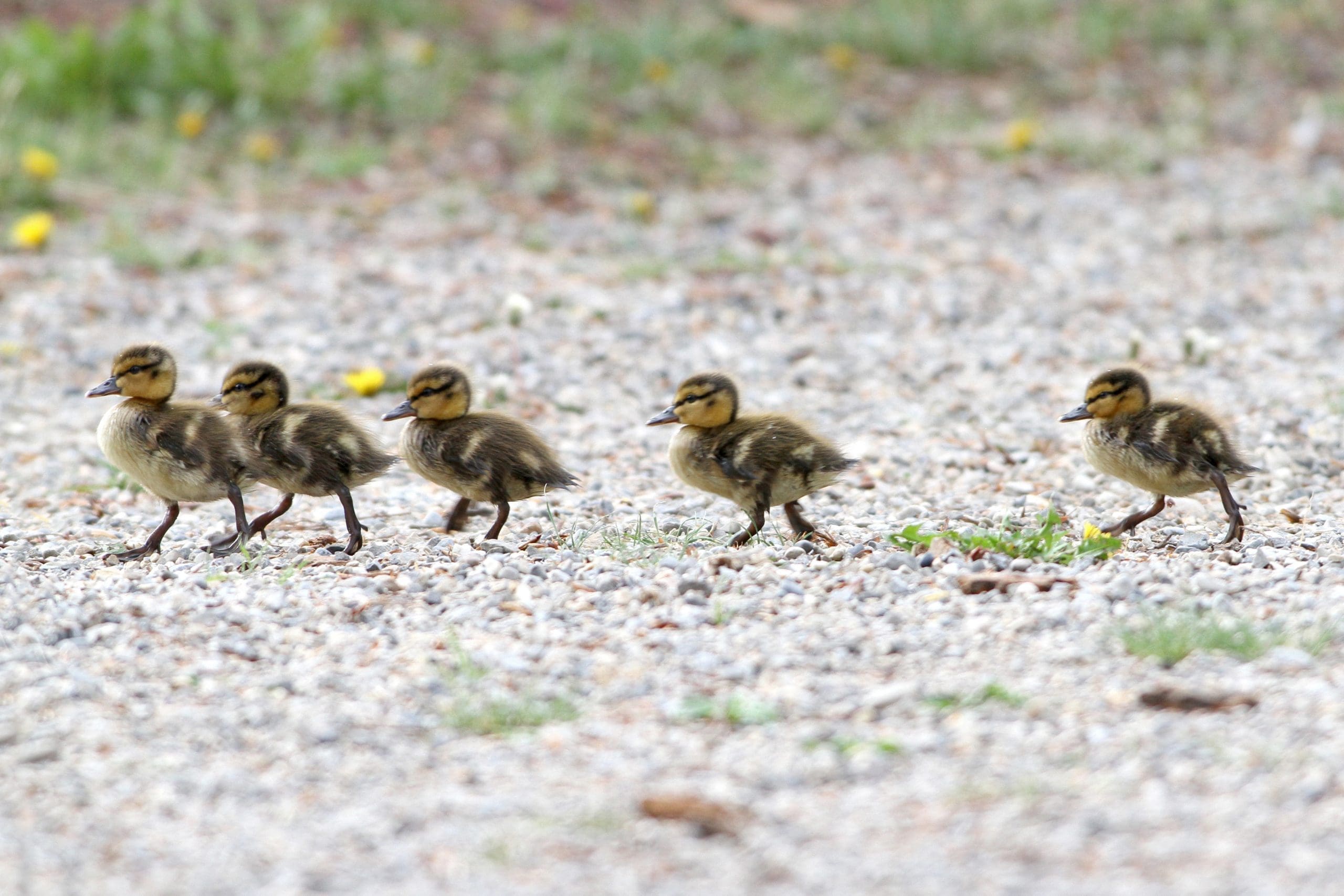 Ducks Unlimited Canada's Ontario offices migrate — Ducks Unlimited Canada