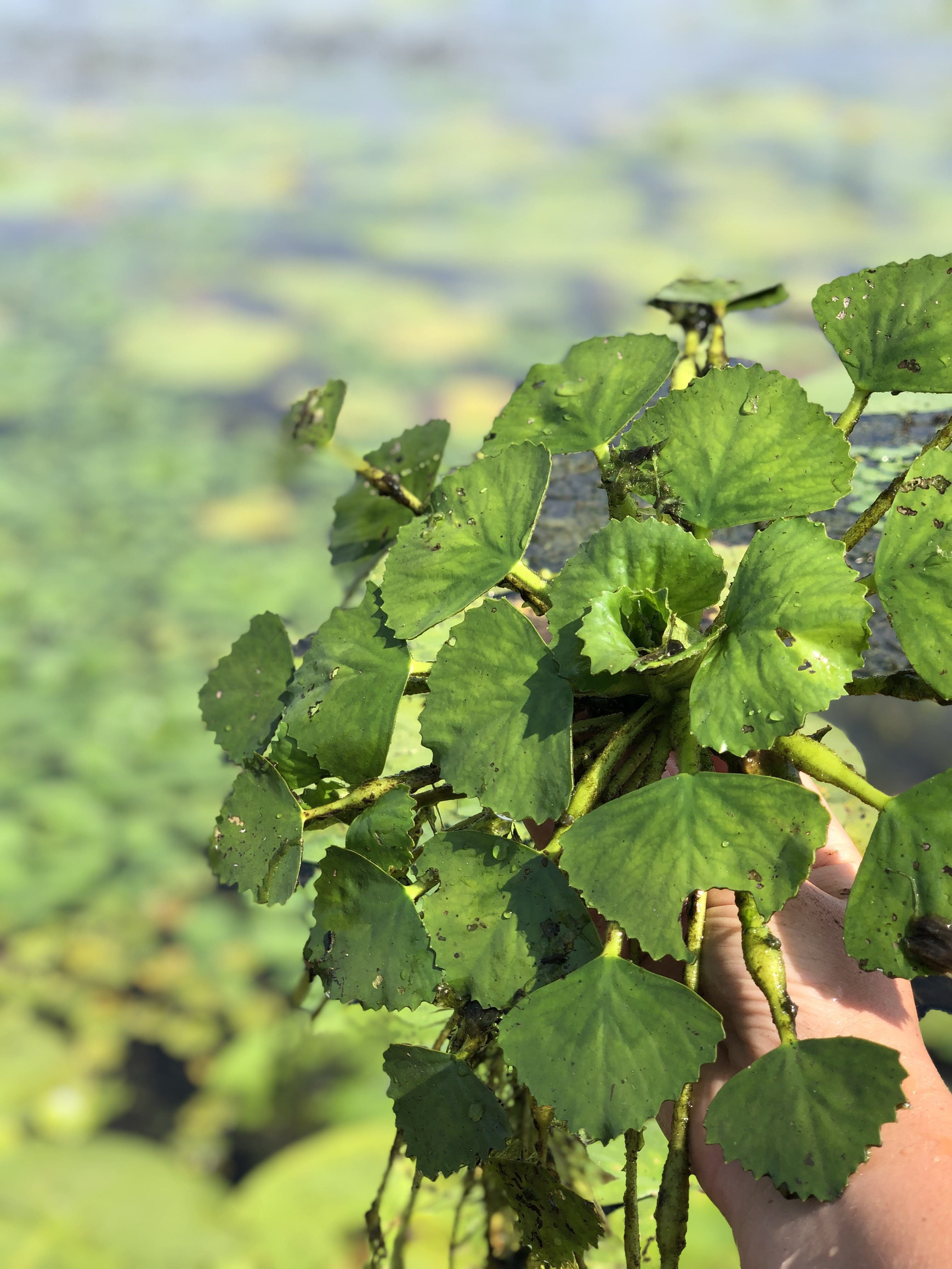 Free Expert Webinar for the Identification and Authorized Control of ...