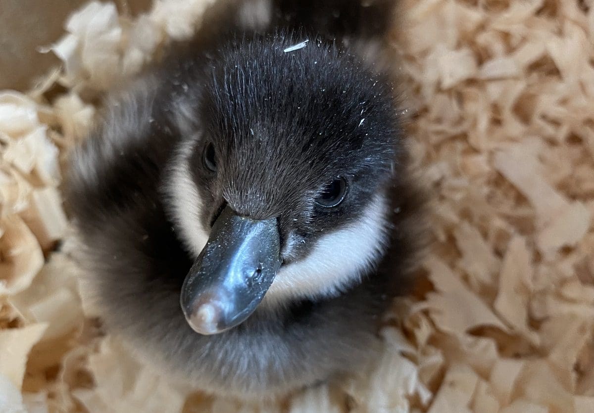 A duckling left behind — Ducks Unlimited Canada