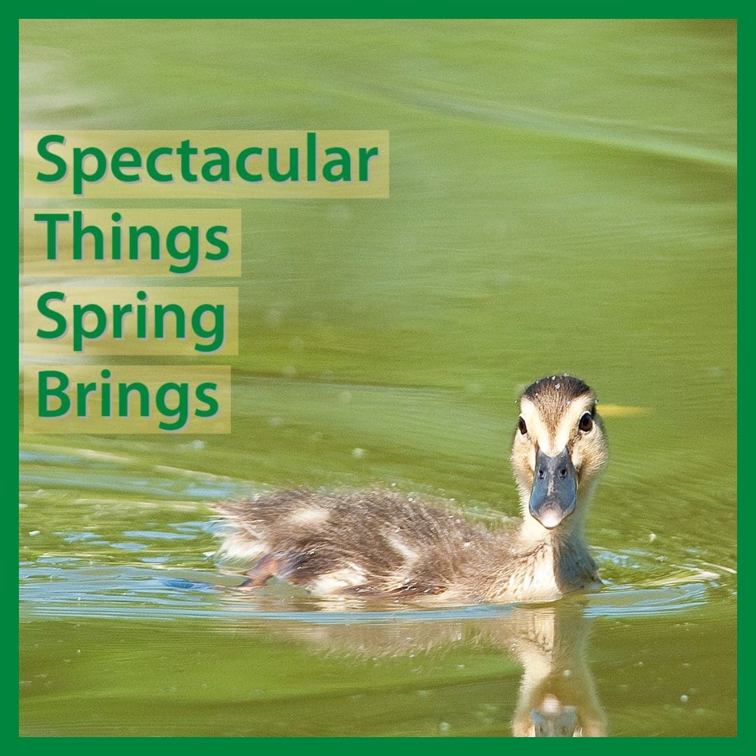 Spectacular Things Spring Brings — Ducks Unlimited Canada