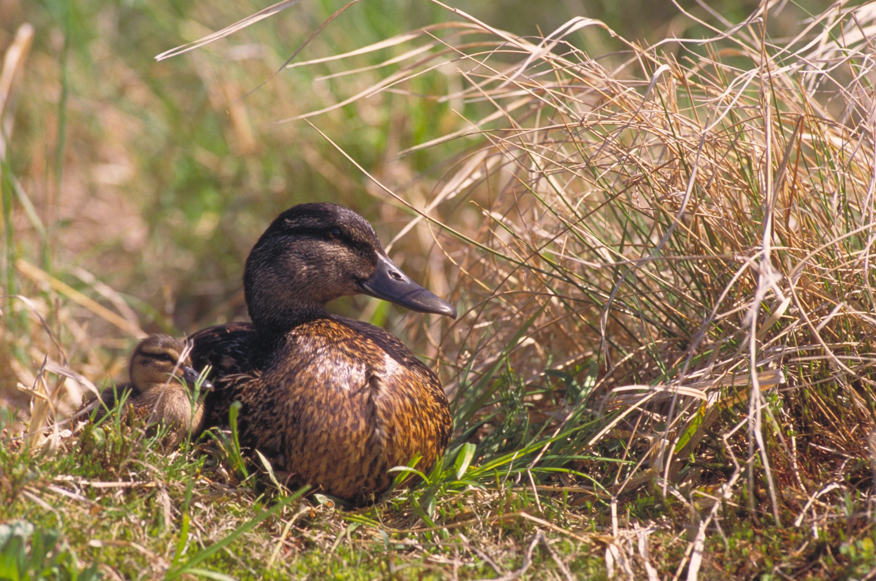 American black duck — Ducks Unlimited Canada