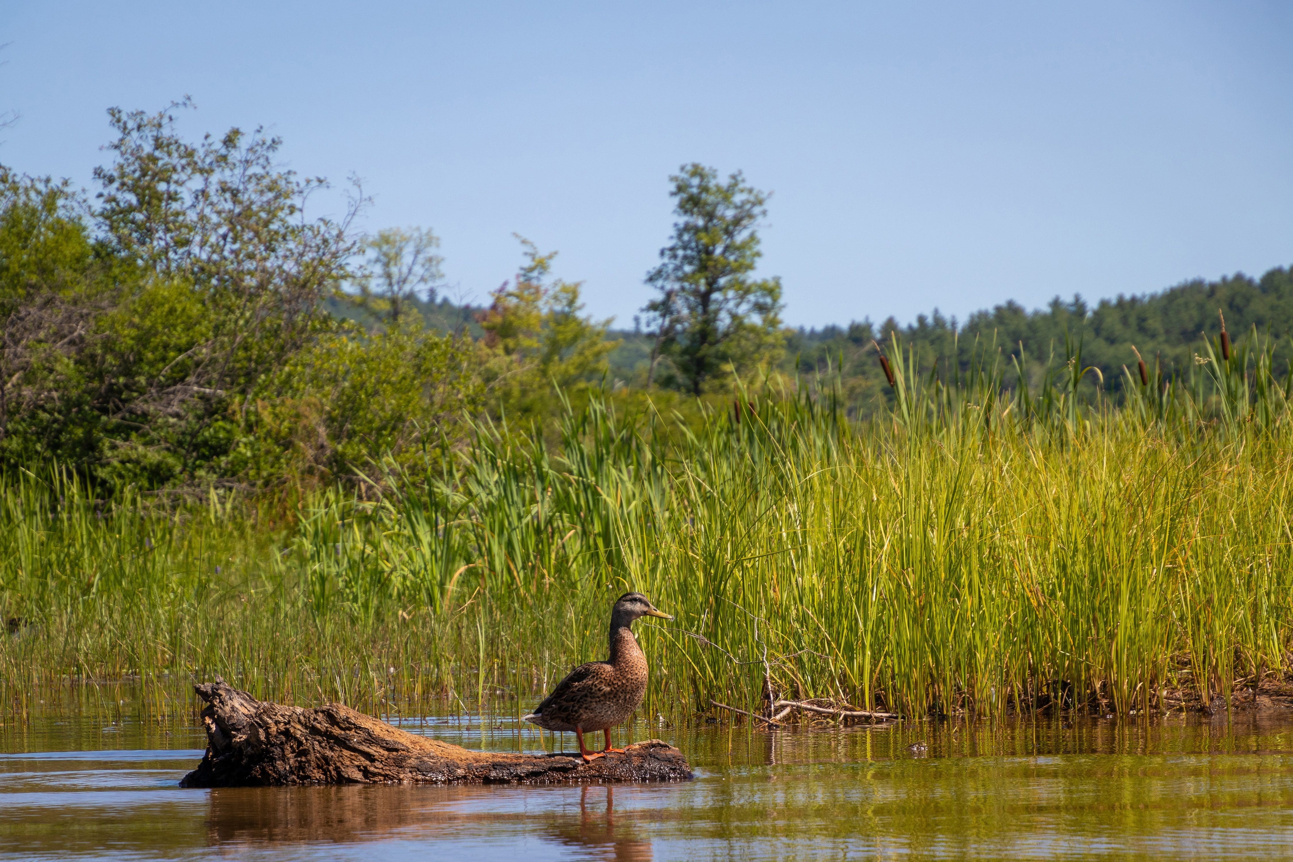 American black duck — Ducks Unlimited Canada