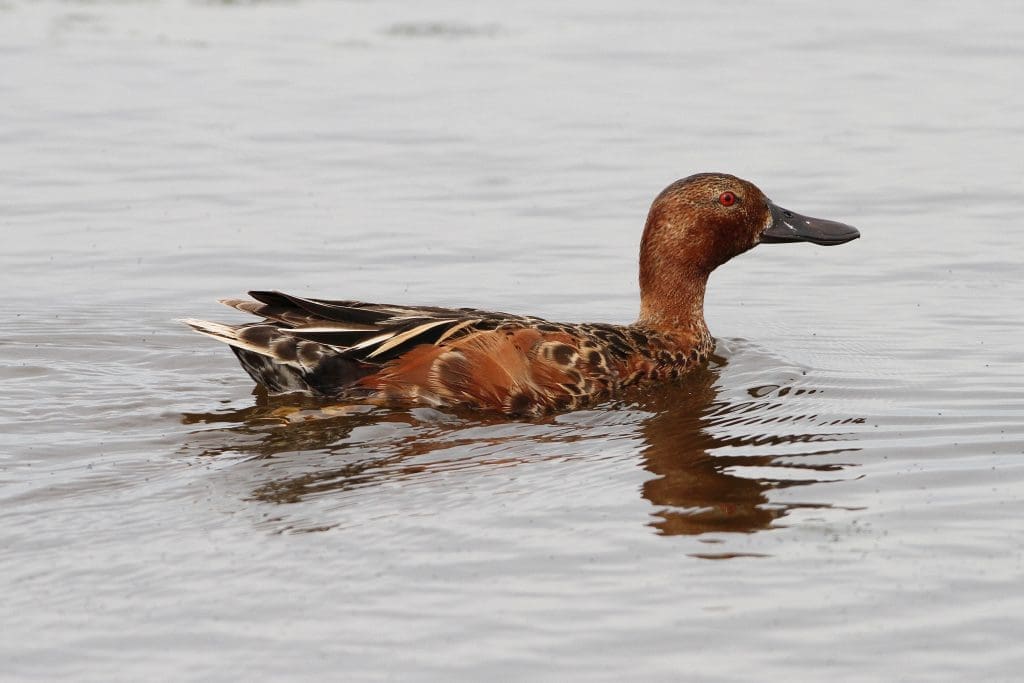 Cinnamon teal — Ducks Unlimited Canada