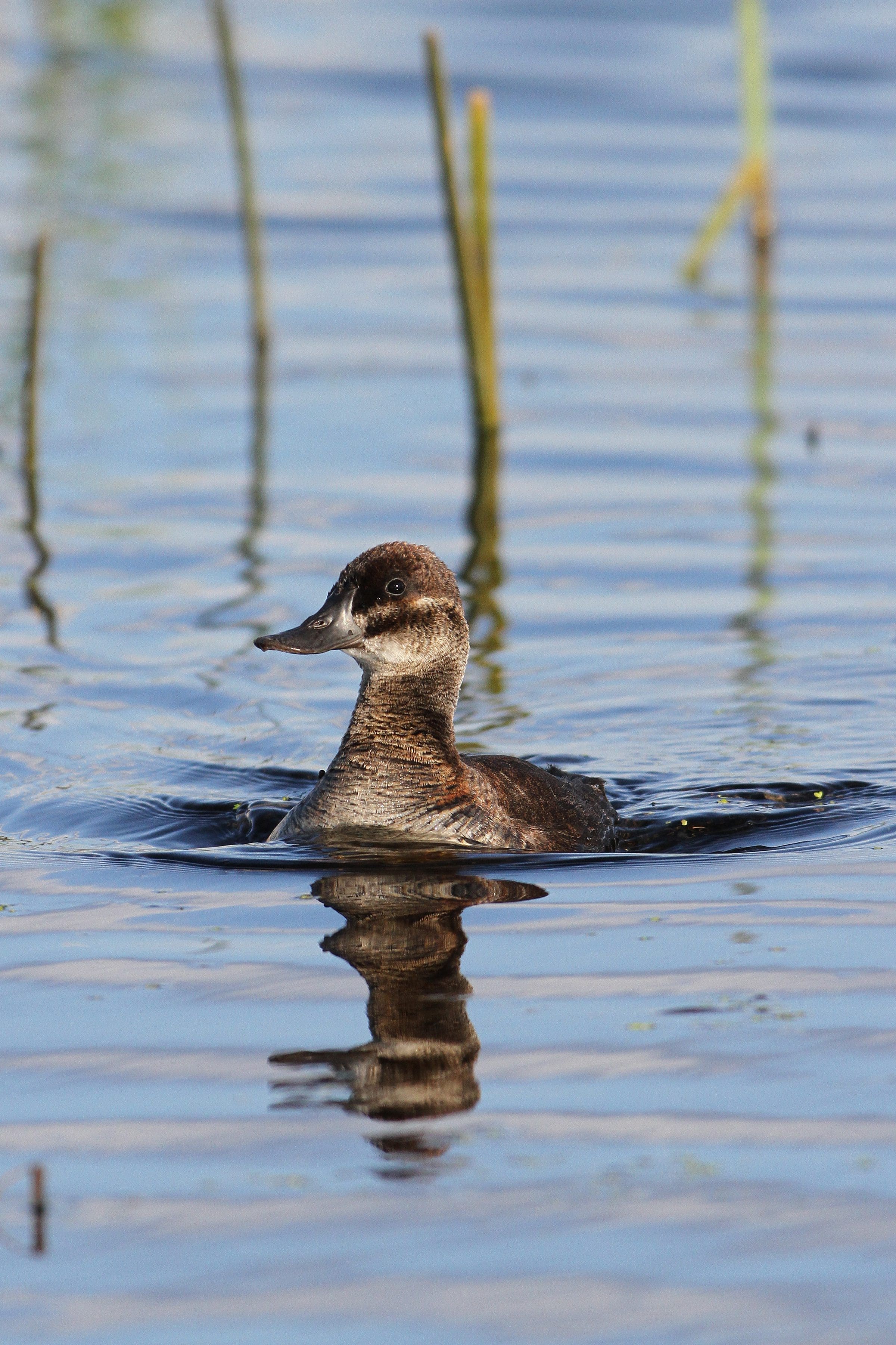 Ruddy duck — Ducks Unlimited Canada