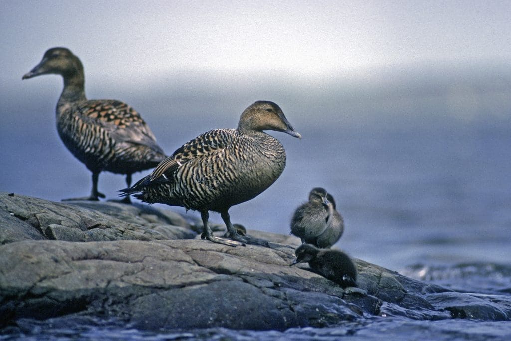 Common eider — Ducks Unlimited Canada